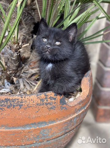 Котята бесплатно