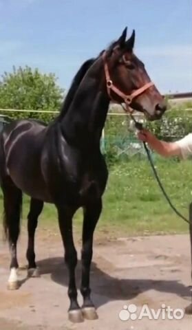 Лошадь (жеребец)