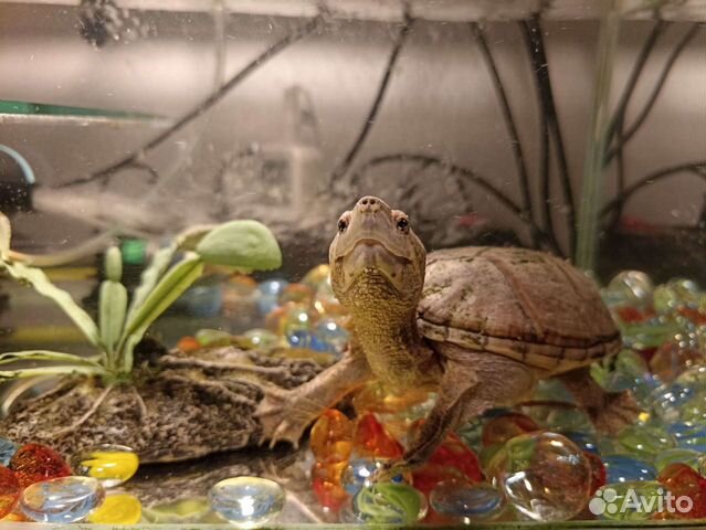 Аквариум с мускусной черепахой и сомом