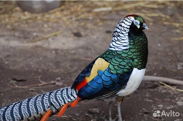 Фазан алмазный