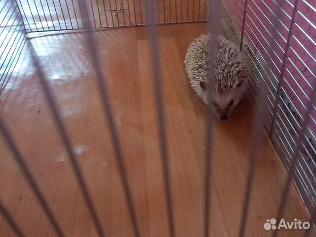 Африканский карликовый еж