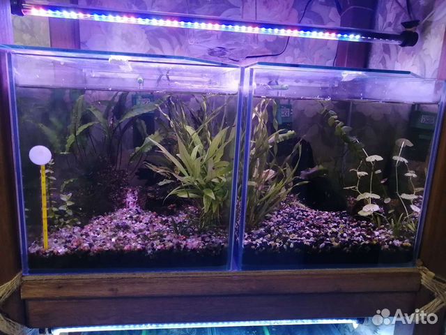 Аквариумы - креветочники