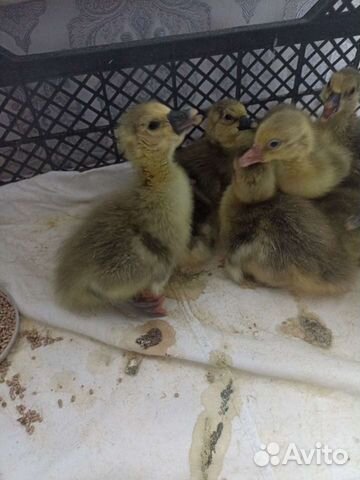 Гусята две недели