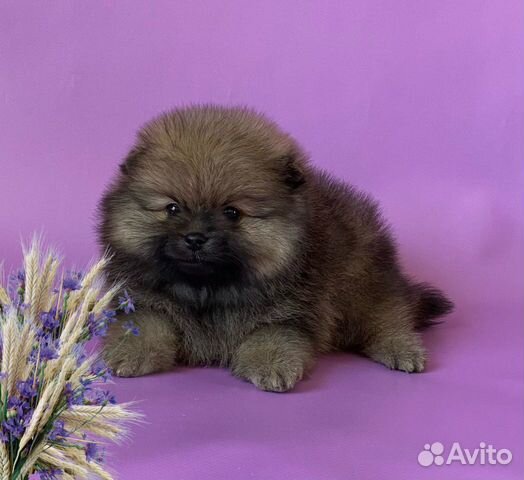 Шпиц померанский, мальчишечка