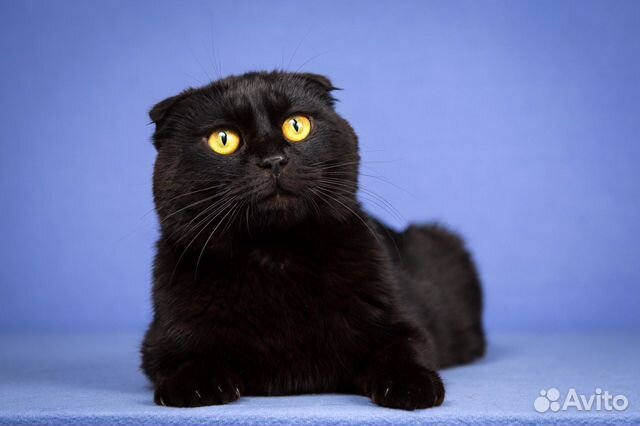 Кот вислоушка