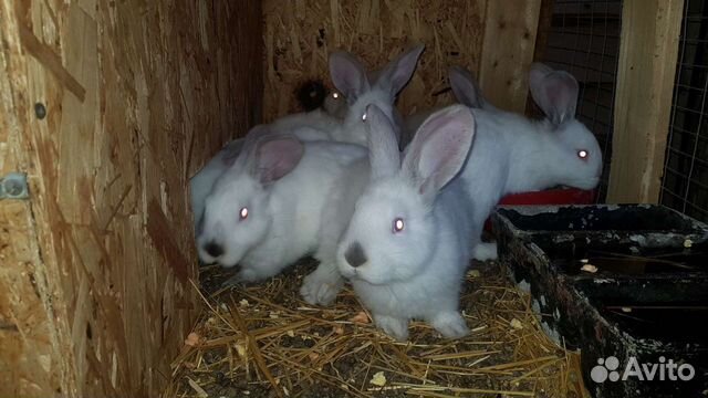 Крольчата мясные