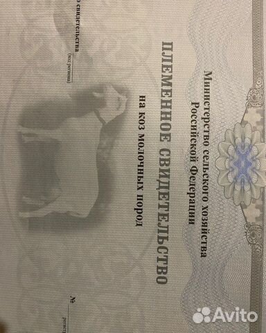 Козлята зааненские