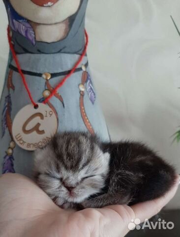 Котята экзоты