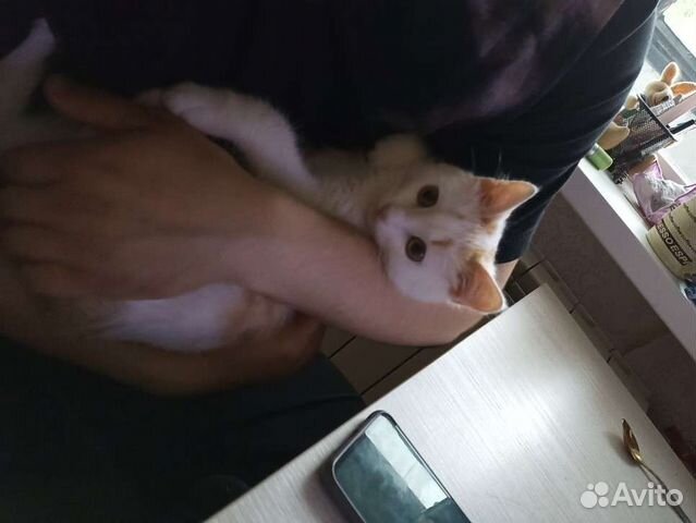 Котенок