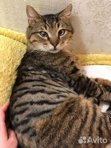 Кот в добрые руки