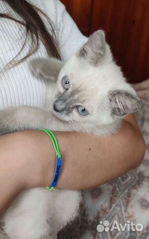 Сиамский котенок, девочка 3 месяца