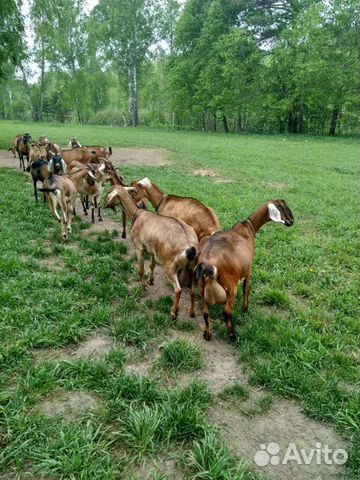 Нубийские козы