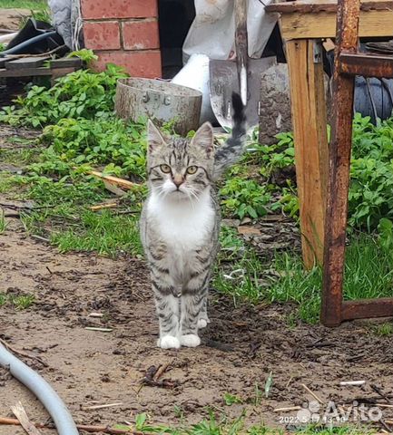 Котята в добрые руки 8 месяцев