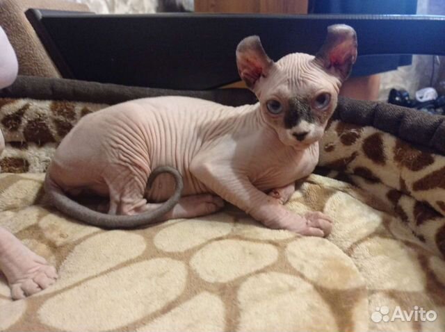 Эльф котенок