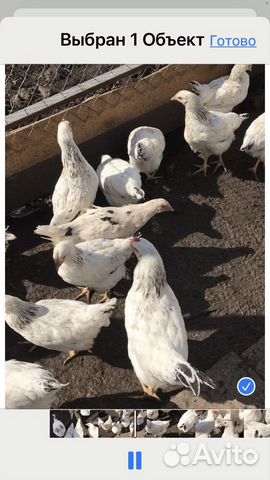 Куры молодки несушки доминант