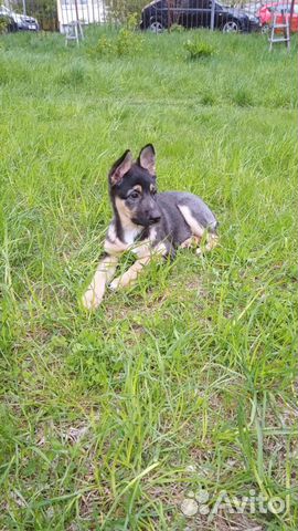 Собака в добрые руки щенок