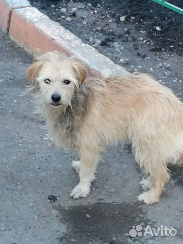 Маленбкая собачка в Добрые руки