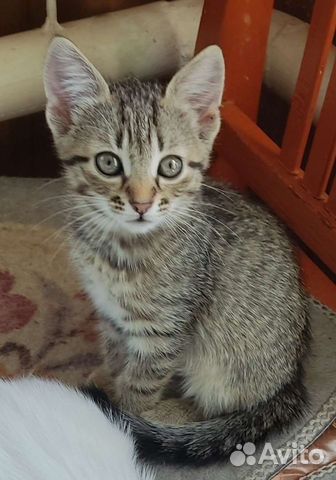 Прекрасная маленькая кошечка, в заботливую семью