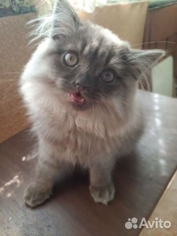 Отдам в добрые руки котенка