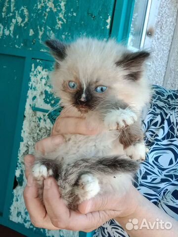 Одинокий котенок