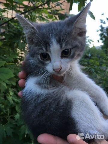 Котенок в семью
