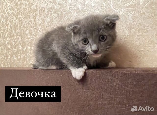 Отдам прелестных котят
