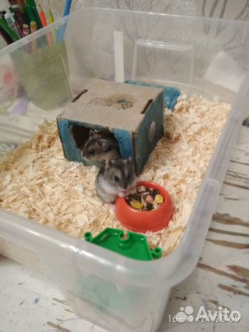 Милые джунгарские хомячки бесплатно