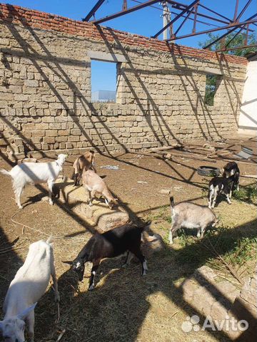 Коза двойная