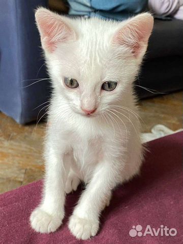 Отдам котёнка в добрые руки