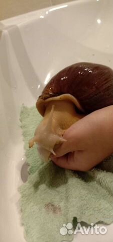 Улитка ахатины (косметология)