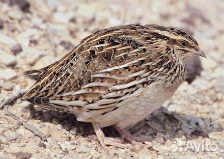 Перепела Эстонские