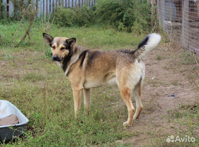 Настоящий интеллигент Майкл ищет дом