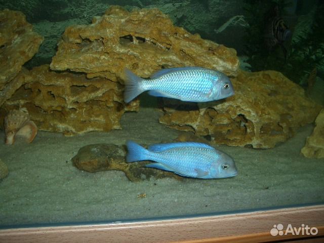 Дельфин голубой самка -15 см. экстра голубая