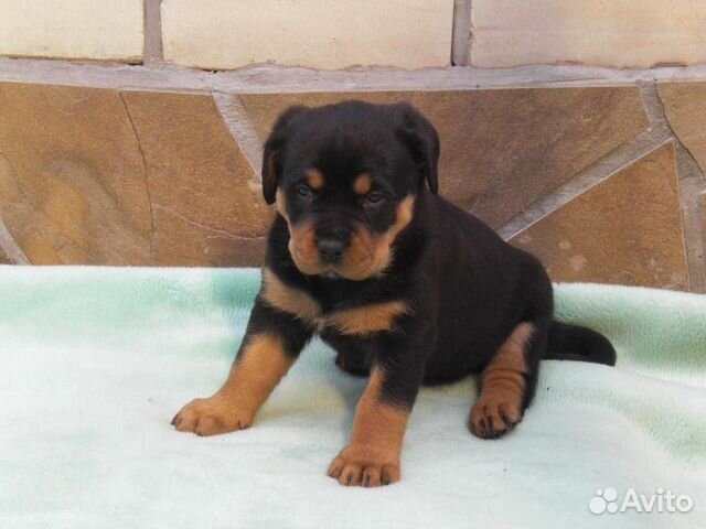 Щенки ротвейлера