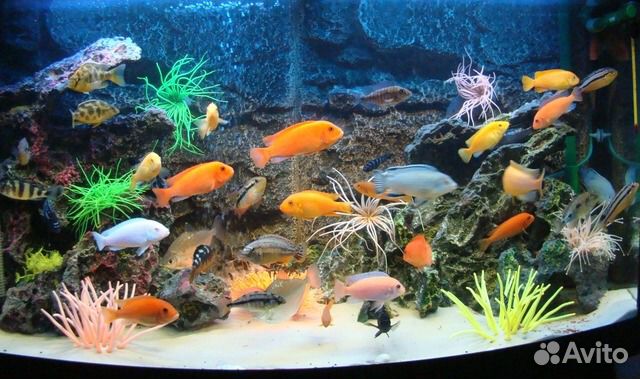 Аквариумные обитатели, растения в ассортименте