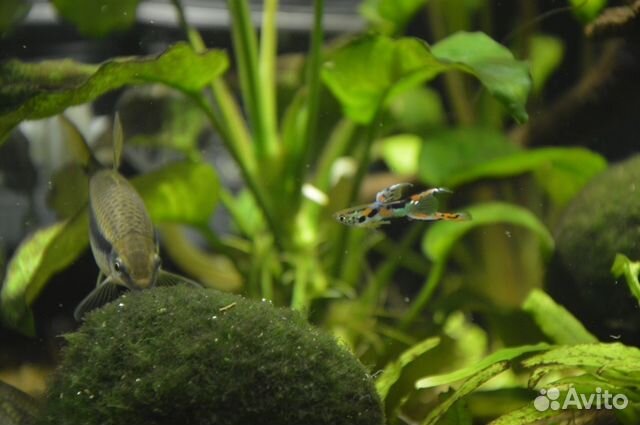 Гуппи эндлера и растения