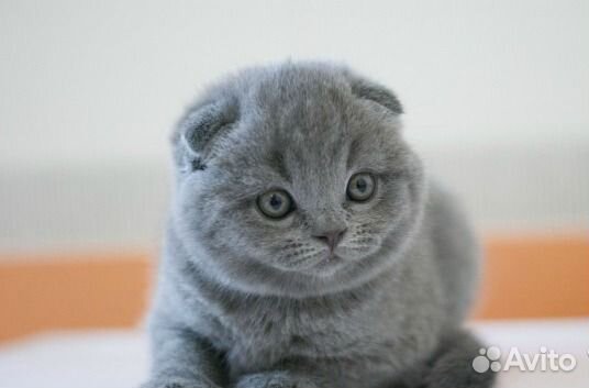 Шотландские вислоухие котята