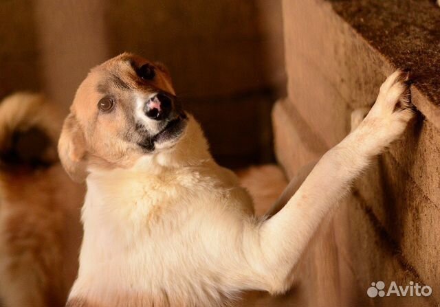 Белянка ищет дом