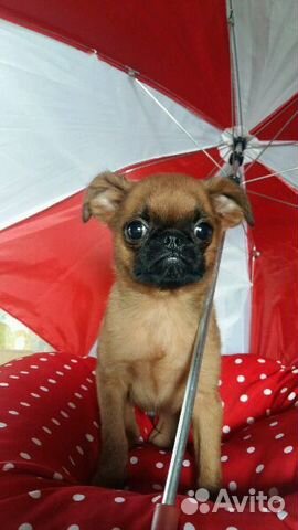 Брабик Джой