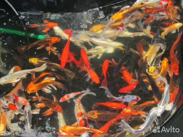 Карпы (Кои)