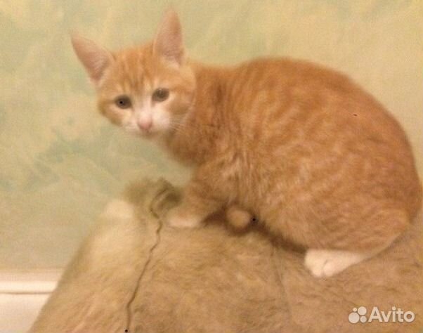 Чудный, рыжий котенок Сава в добрые руки