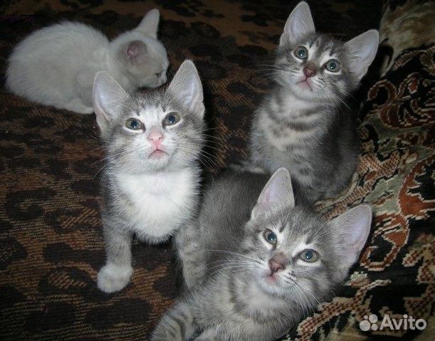 Весёлые милашки-котята-полосатики только для Вас