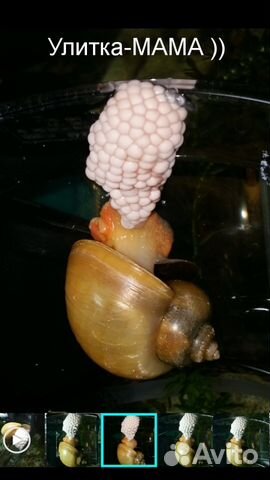 Улитки Ампулярия 2мес