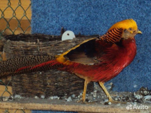 Фазаны, куры