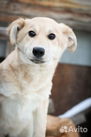 Щенки на охрану и для души