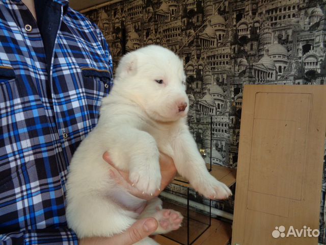 Щенки среднеазиатскои овчарки