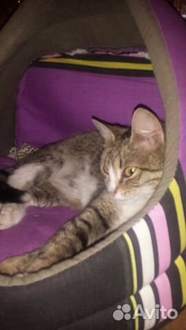 Кнопочка в дар