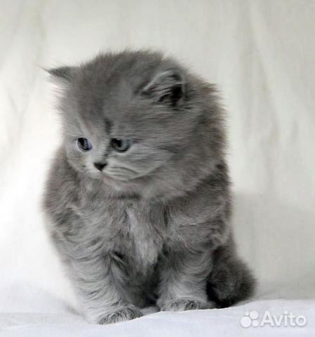 Какое-то чудо чудное