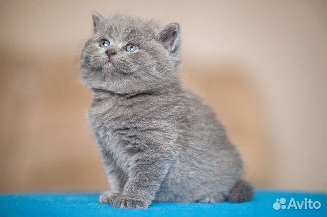 Чистокровный британский котик Эрик