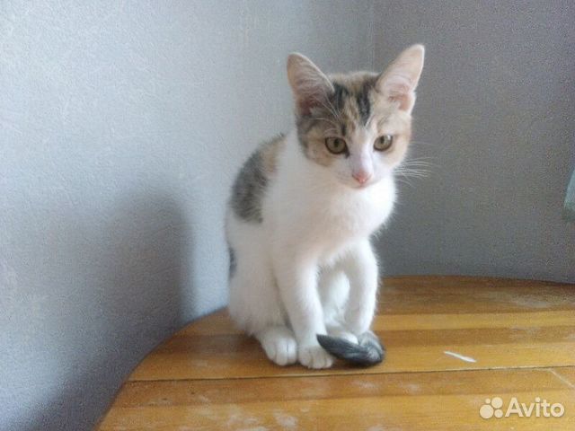Пальмирка в добрые руки